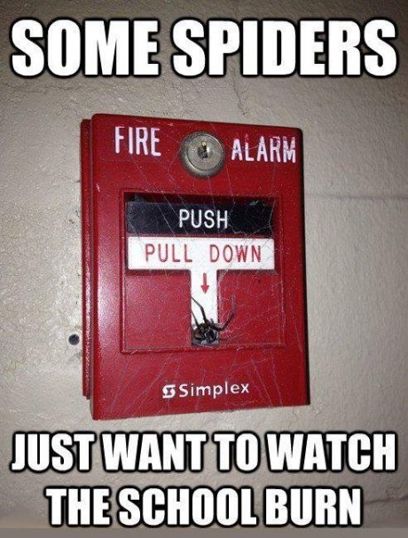 Some spiders - Meme Picture | Webfail - Fail Pictures and Fail Videos