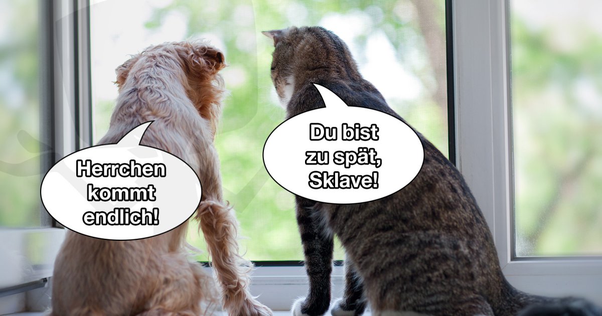 Hund und Katz - Fun Bild | Webfail - Fail Bilder und Fail Videos