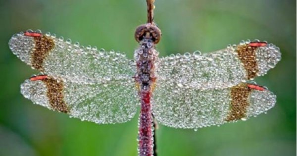 Insects after the rain - Win Picture | Webfail - Fail Pictures and Fail ...