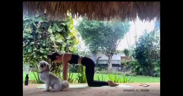 When Your Yoga Session Gets Interrupted | Webfail - Fail Pictures and ...
