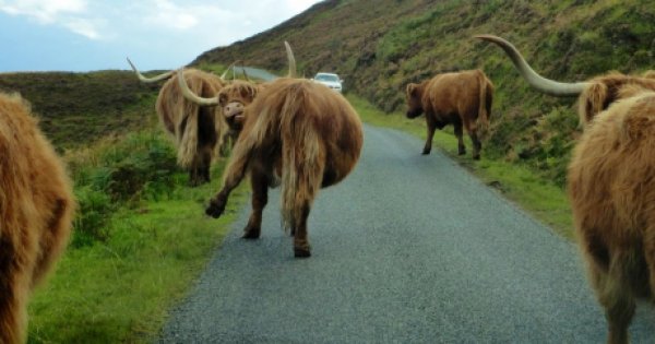 Drunk cow - WinFail Picture | Webfail - Fail Pictures and Fail Videos