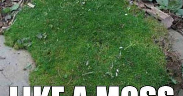 Like a moss - Meme Picture | Webfail - Fail Pictures and Fail Videos