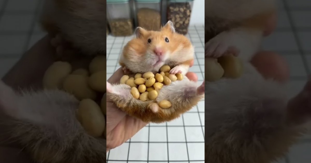 Wie viel Futter in Hamsterbacken passen | Webfail - Fail Bilder und ...