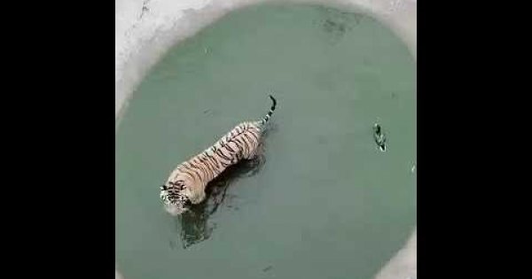 Fang mich doch: Ente entwischt Tiger im Teich | Webfail - Fail Bilder ...