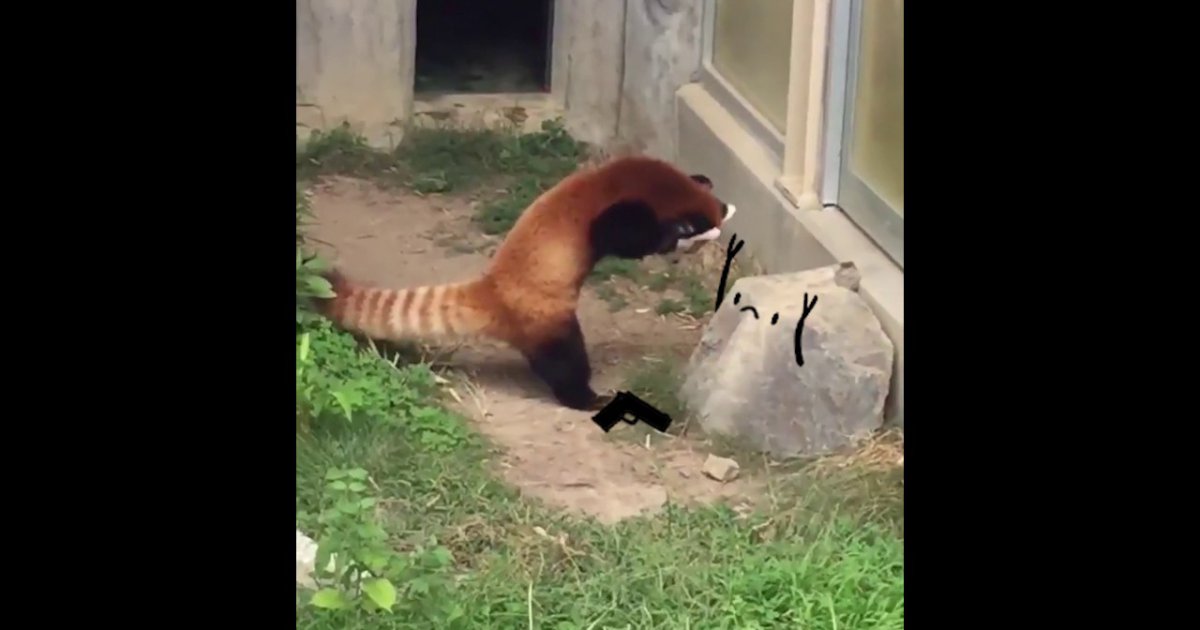 Red Panda Attacks A Rock | Webfail - Fail Pictures and Fail Videos