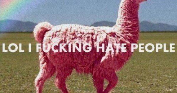Unicorn Llama - Fun Picture | Webfail - Fail Pictures and Fail Videos