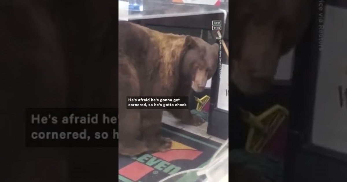 Bear Enters Shop And Grabs Something To Eat | Webfail - Fail Pictures ...