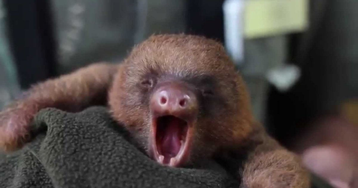 Süßes müdes Faultier-Baby - Failtier Video | Webfail - Fail Bilder und ...