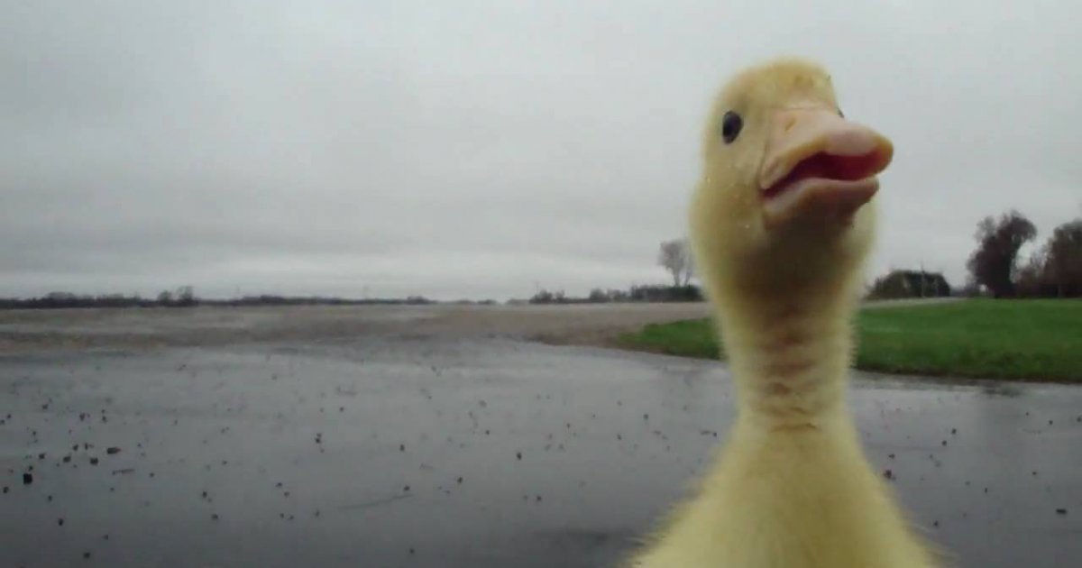 Tiny Duck Chases Man | Webfail - Fail Pictures and Fail Videos