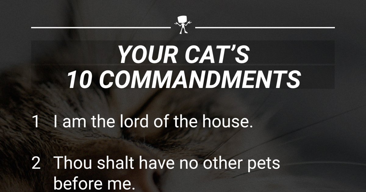 Your cat's 10 commandments | Webfail - Fail Pictures and Fail Videos