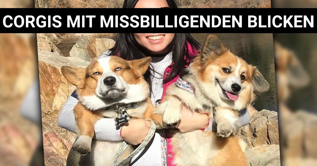 Lustige Fellknäuel: Corgis mit missbilligenden Blicken | Webfail - Fail Bilder und Fail Videos