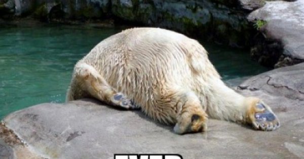 I'm never drinking again - Meme Picture | Webfail - Fail Pictures and ...