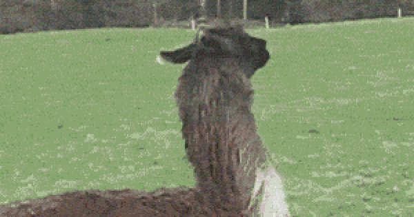 Nur ein glückliches springendes Lama | Webfail - Fail Bilder und Fail ...