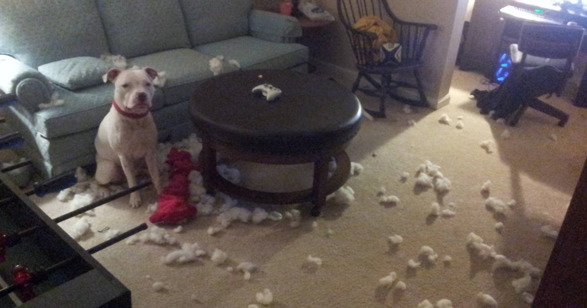 A dog cuddling a stuffed toy - Fail Picture | Webfail - Fail Pictures ...