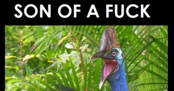Cassowaries are badass - Win Picture | Webfail - Fail Pictures and Fail ...
