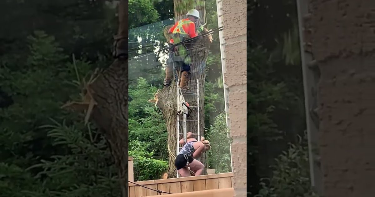 Cutting A Tree Goes A Bit Wrong | Webfail - Fail Pictures and Fail Videos