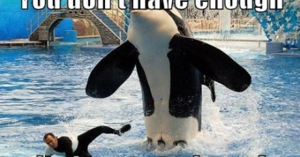 How to train an Orca - Meme Picture | Webfail - Fail Pictures and Fail ...