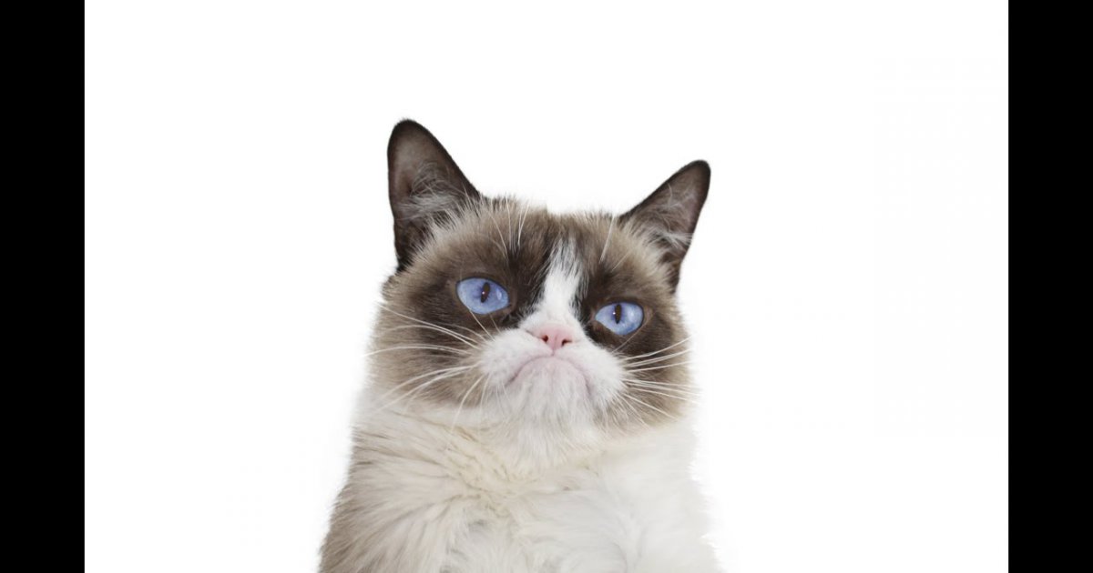 Ein letzter Abschied: Die Grumpy Cat Video Compilation | Webfail - Fail ...