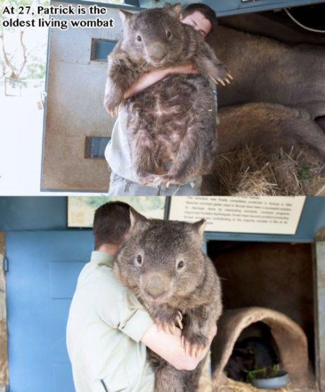 I would like to hug a Wombat - WTF Picture | Webfail - Fail Pictures ...