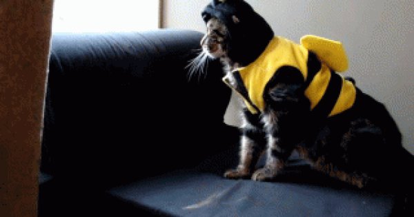 I forgot how to bee - Fail Gif | Webfail - Fail Bilder und Fail Videos