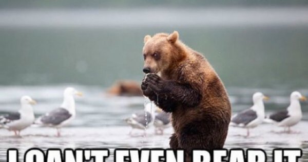Diabolical bear - Meme Picture | Webfail - Fail Pictures and Fail Videos