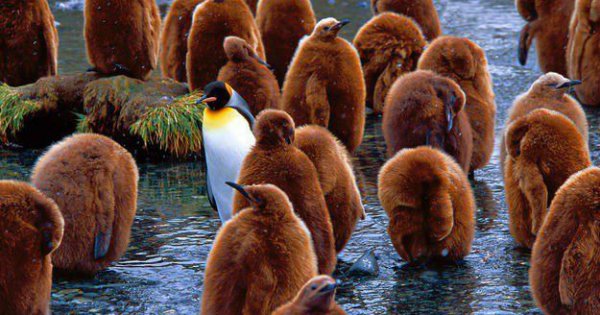 Where did you guys get the coasts? - Meme Picture | Webfail - Fail ...