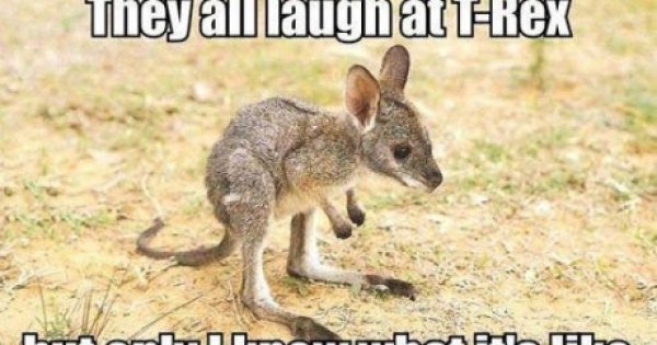 Kangaroo - Meme Picture | Webfail - Fail Pictures and Fail Videos