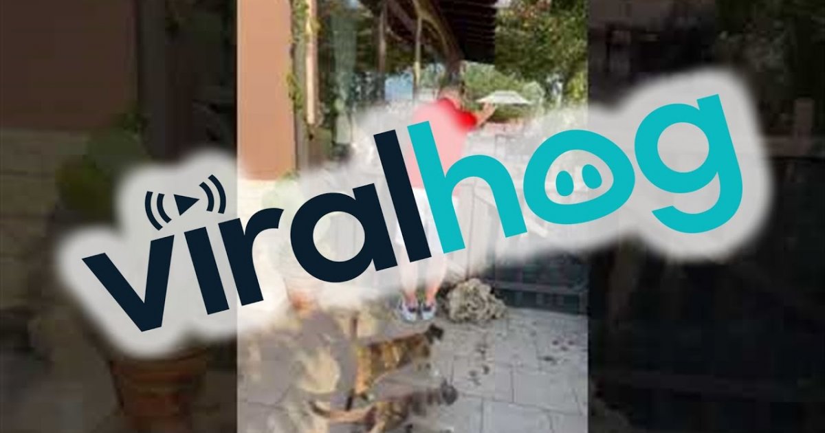 Wenn du die Macht über Katzen hast | Webfail - Fail Bilder und Fail Videos