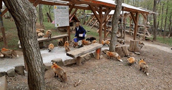 Ein Fuchs-Dorf in Japan - WTF Gif | Webfail - Fail Bilder und Fail Videos