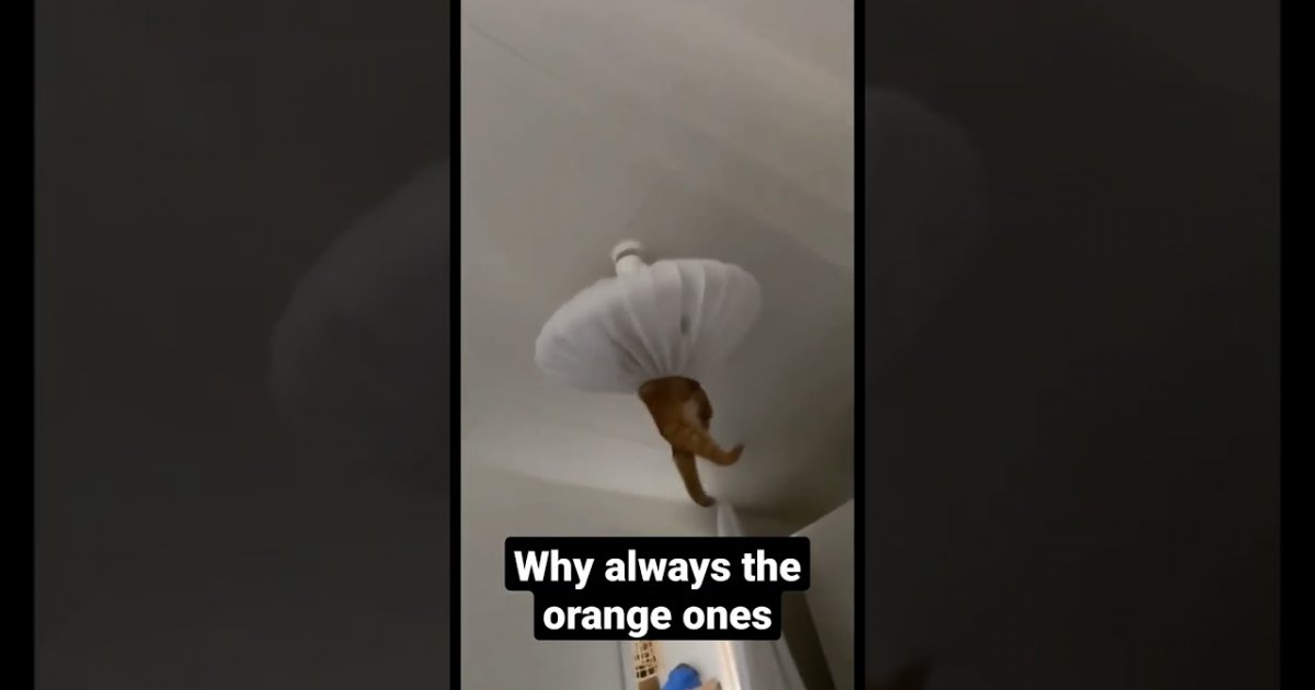 Cat Jumps Up A Lamp | Webfail - Fail Pictures and Fail Videos