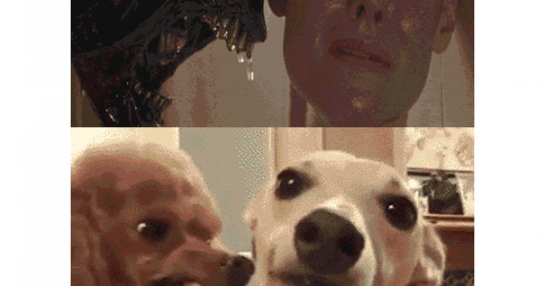 Alien vs. Dog - WTF Gif | Webfail - Fail Bilder und Fail Videos