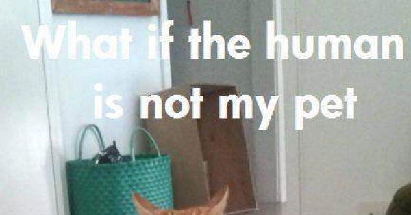 Sudden Realization Cat - Meme Picture | Webfail - Fail Pictures and ...