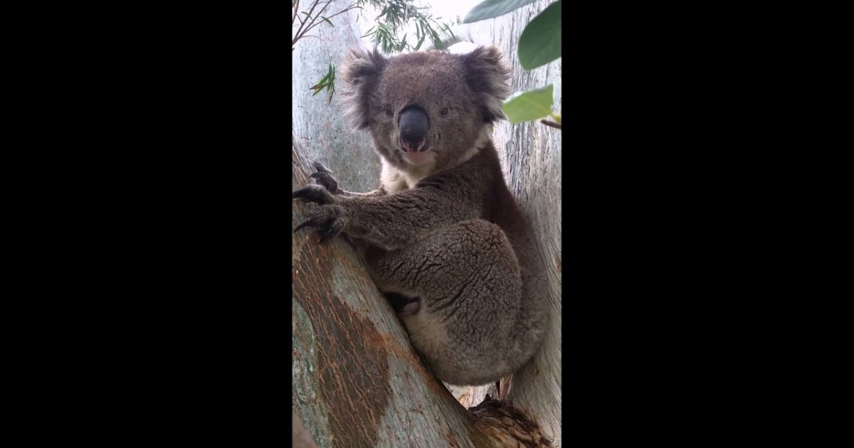 Koala verschluckt sich bei mächtigem Brunftschrei | Webfail - Fail ...