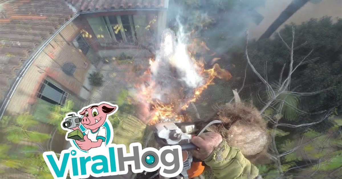 Palm Tree Catches Fire With Tree Climber In It | Webfail - Fail ...