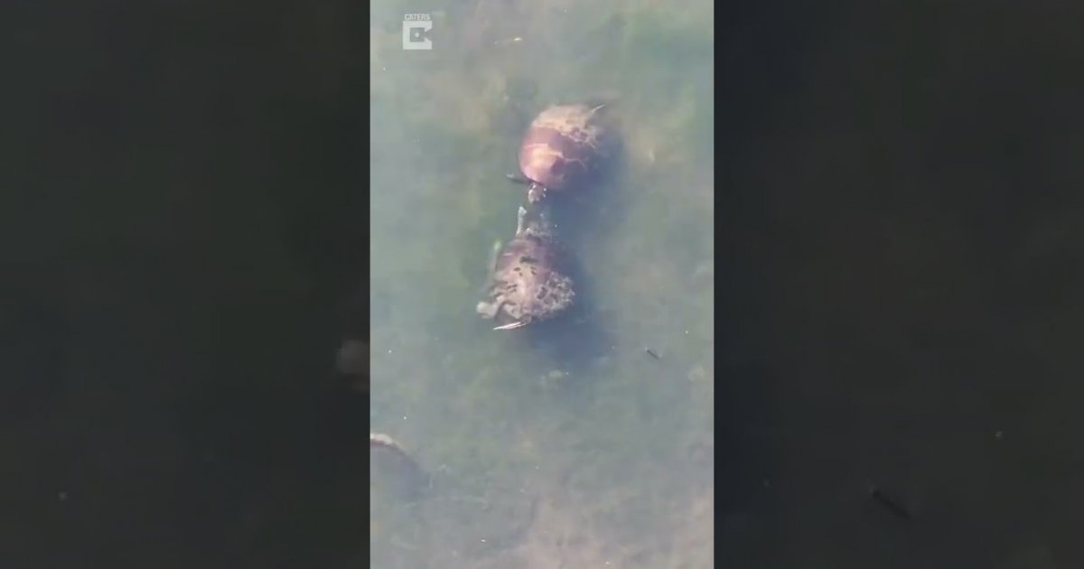 Turtle Playfully Slaps Other Turtle | Webfail - Fail Pictures and Fail ...