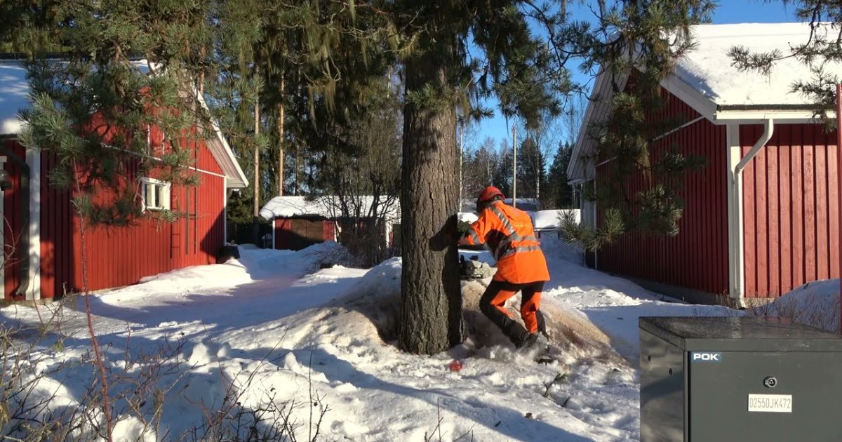 How To Precisely Cut Down A Tree | Webfail - Fail Pictures and Fail Videos