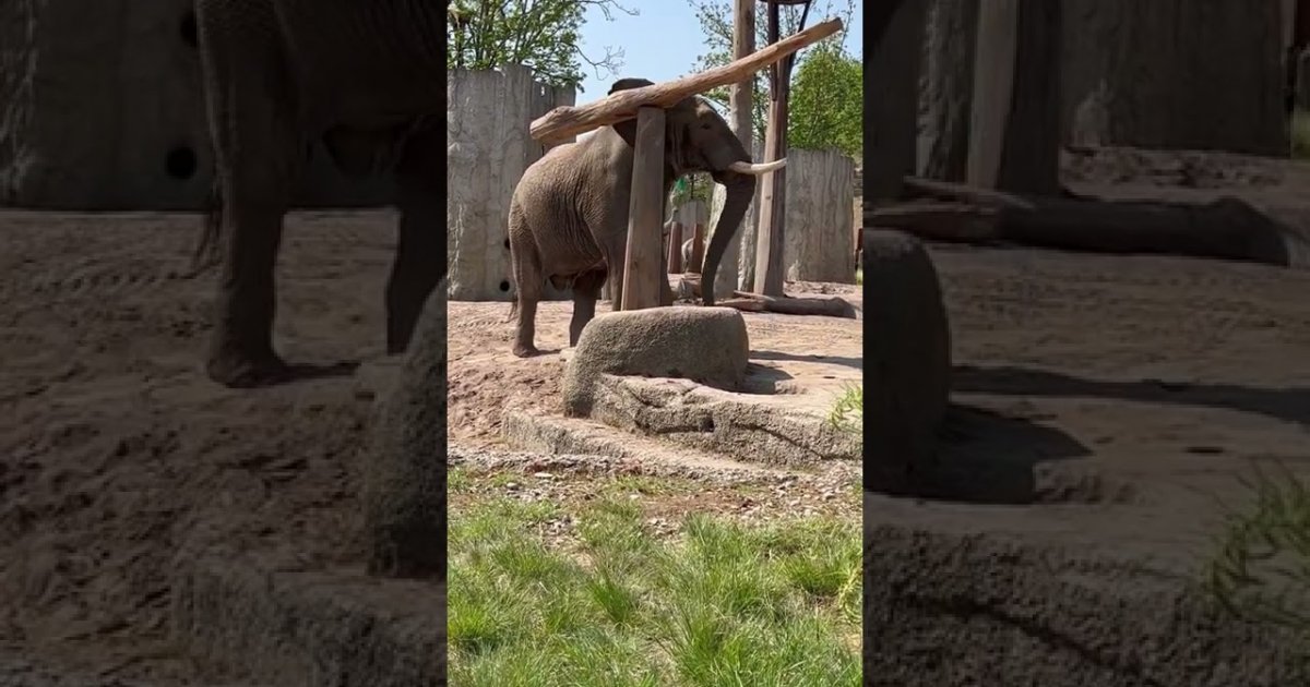 Elefant balanciert einen Baumstamm aus | Webfail - Fail Bilder und Fail ...