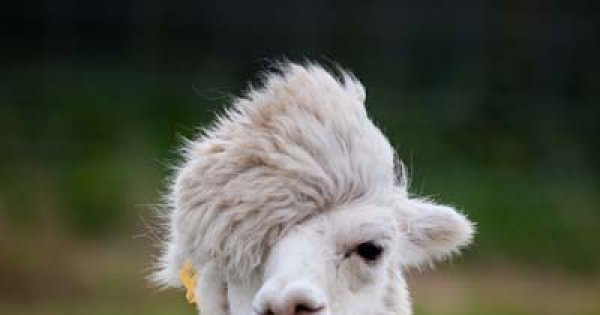 Styler lama has style - Win Picture | Webfail - Fail Pictures and Fail ...