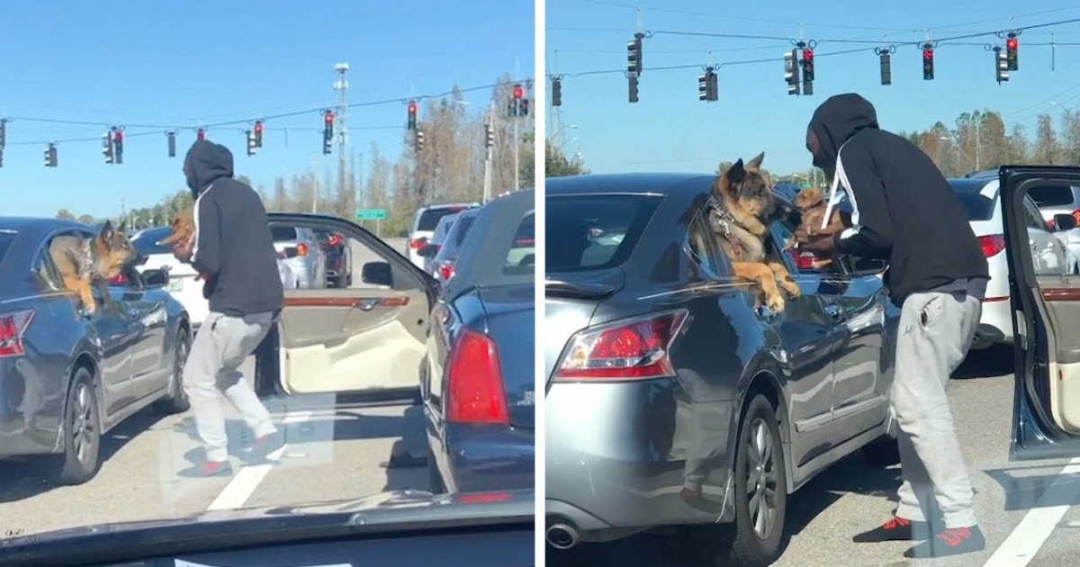Puppy Greets Other Dog During Red Light | Webfail - Fail Pictures and ...